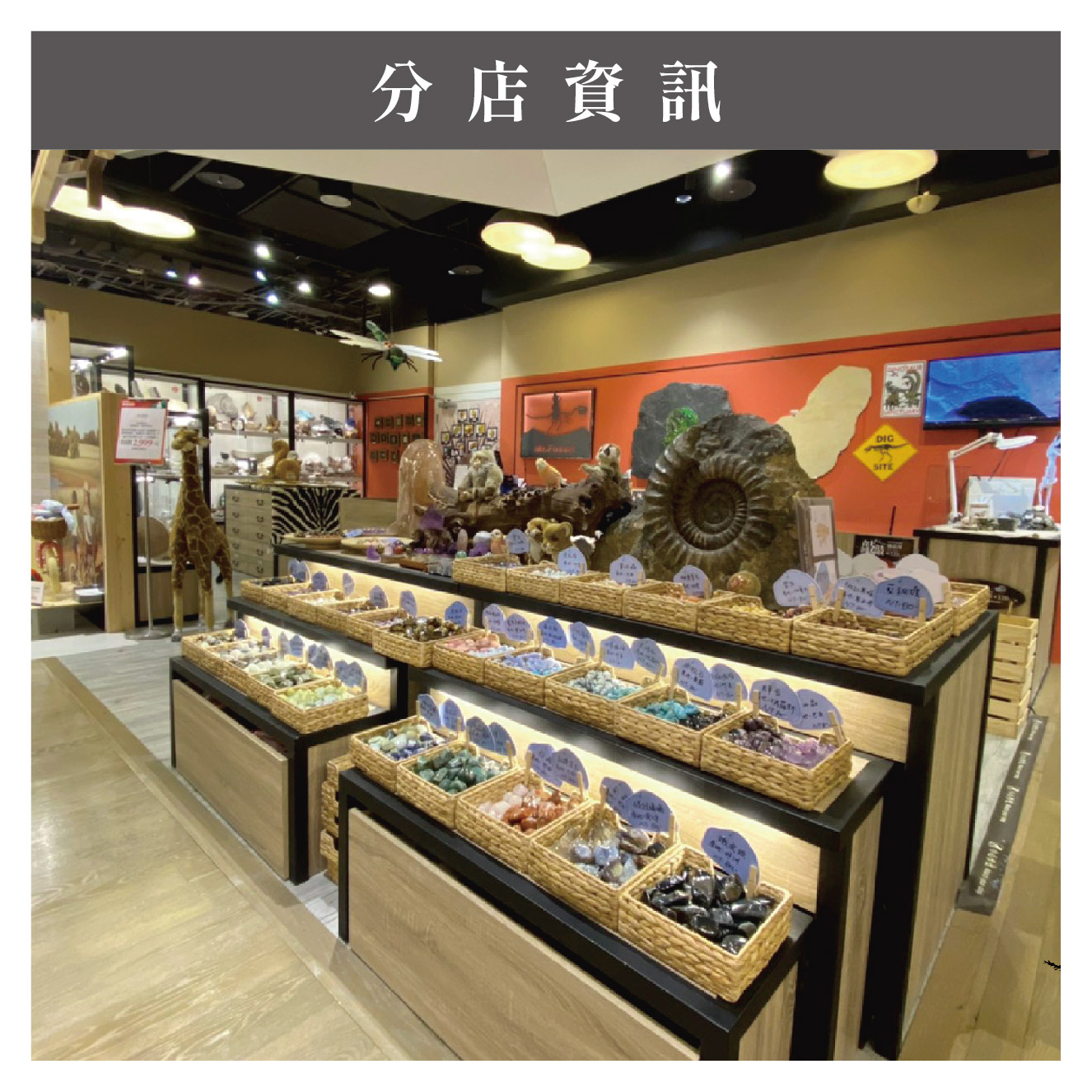 化石先生Mr. Fossil｜Hansa Creation