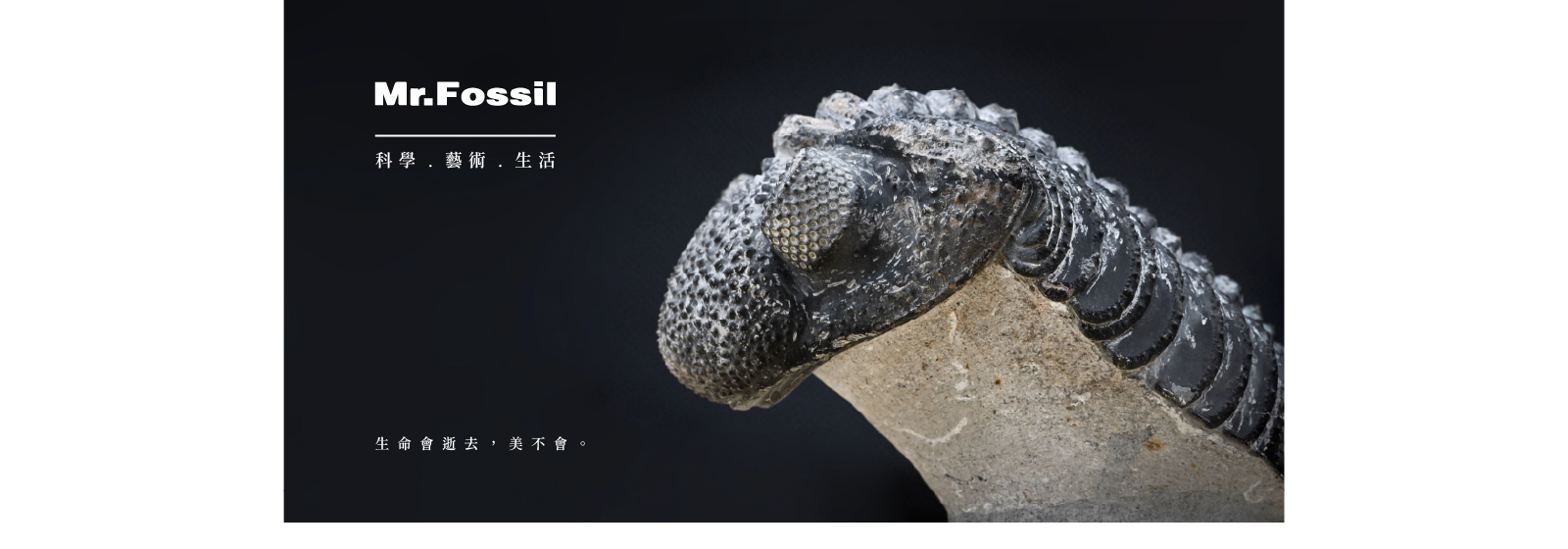 Hansa Creation｜化石先生Mr. Fossil