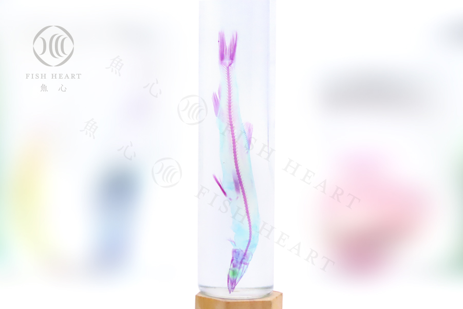 透明生物標本 - 中國銀魚 Salanx chinensis | Fish Heart 魚心標本藝術 - 透明生物標本專賣